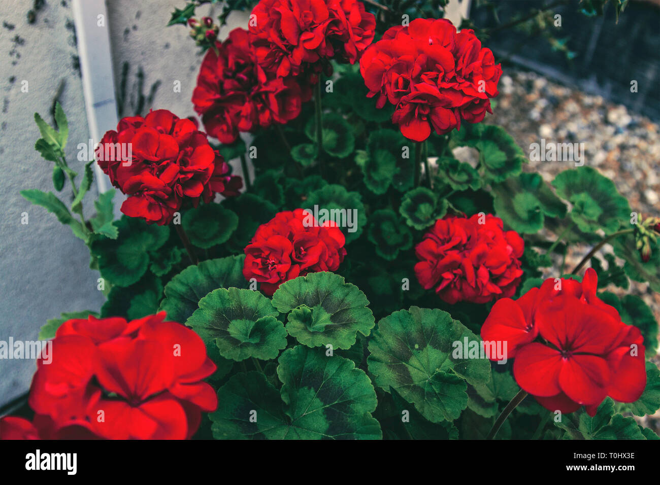 Geranium scarlet hi-res stock photography and images - Alamy