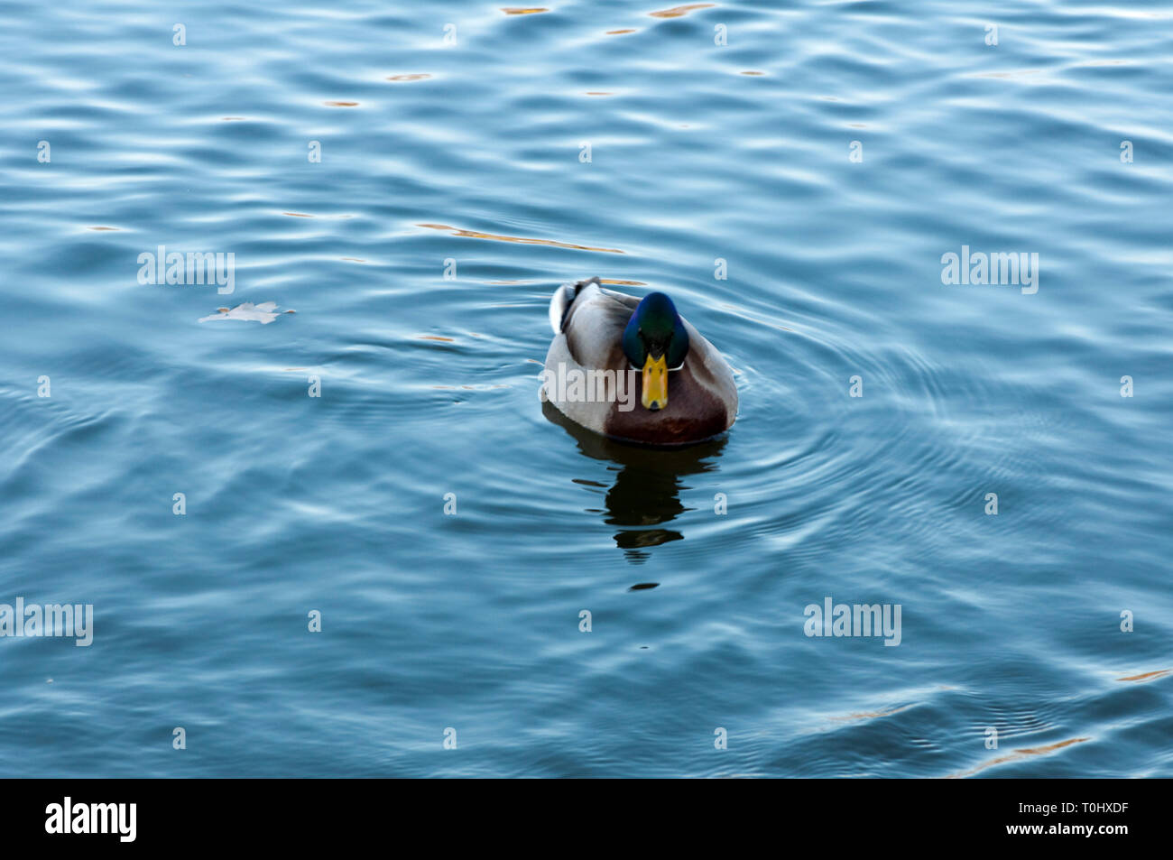 High resolution image. Beautiful Man Duck. The duck floats on lake ...
