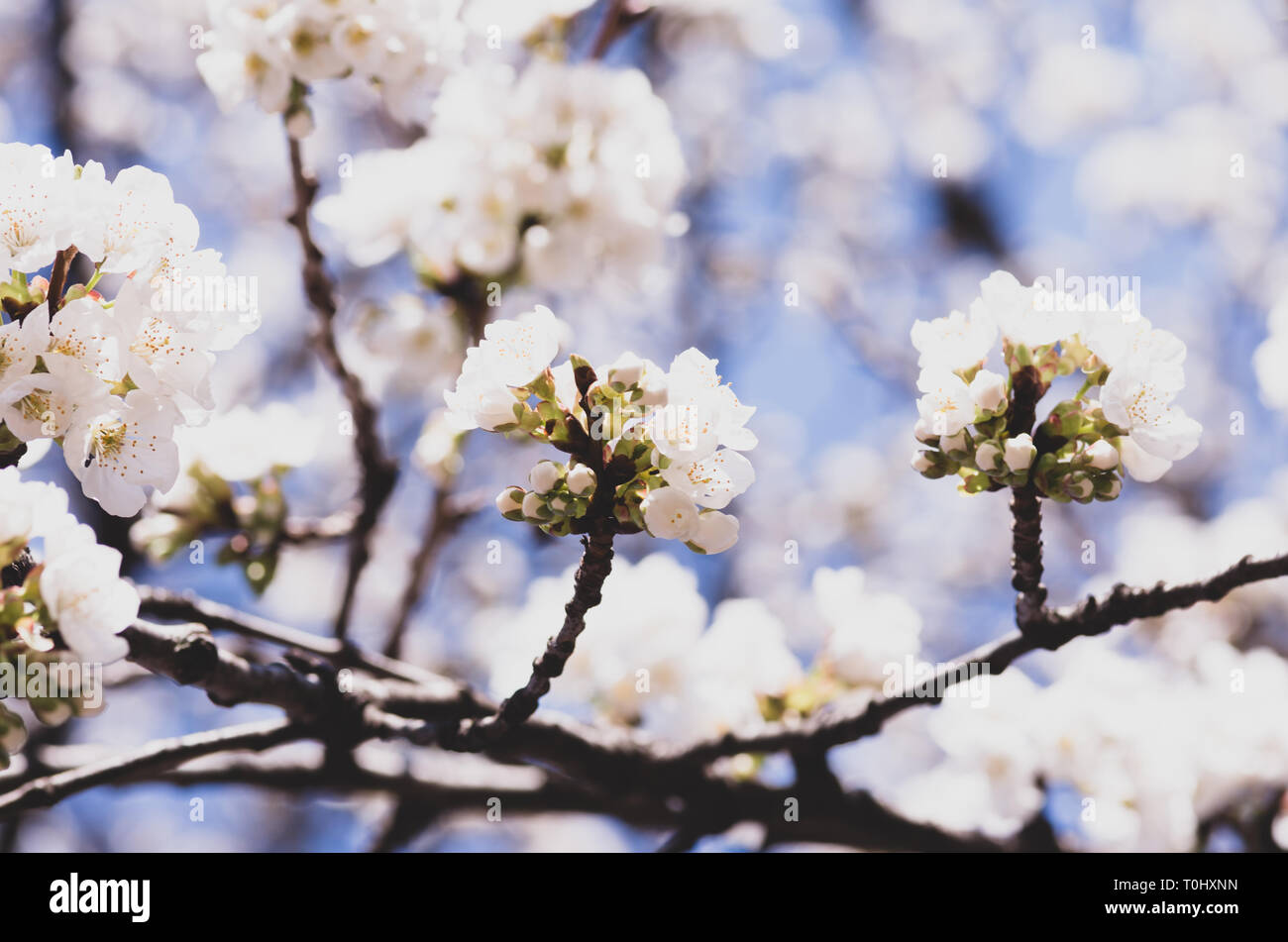 cherry trees in bloom - nature and springtime concept Stock Photo - Alamy