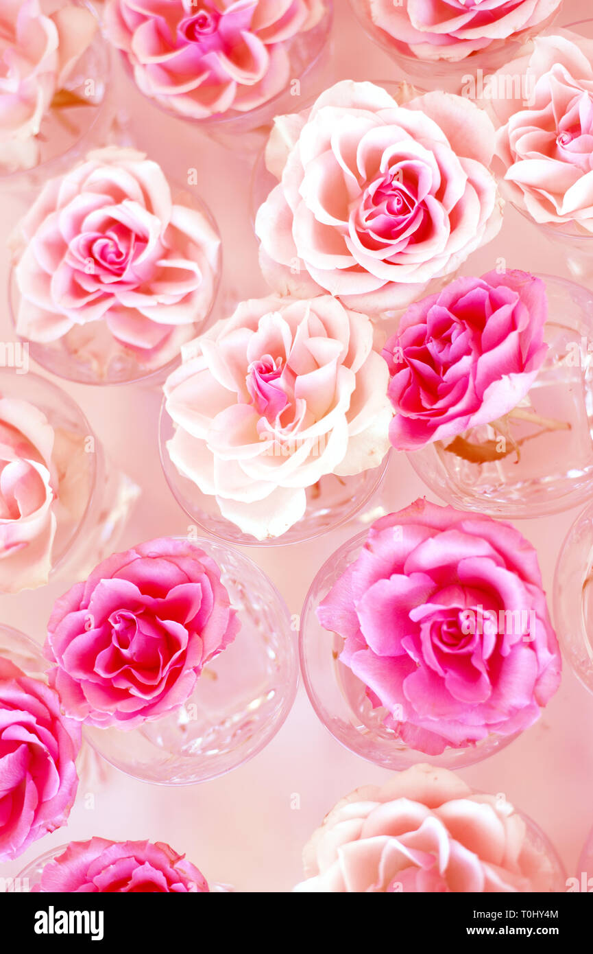 Sweet color roses in soft style for background Stock Photo - Alamy