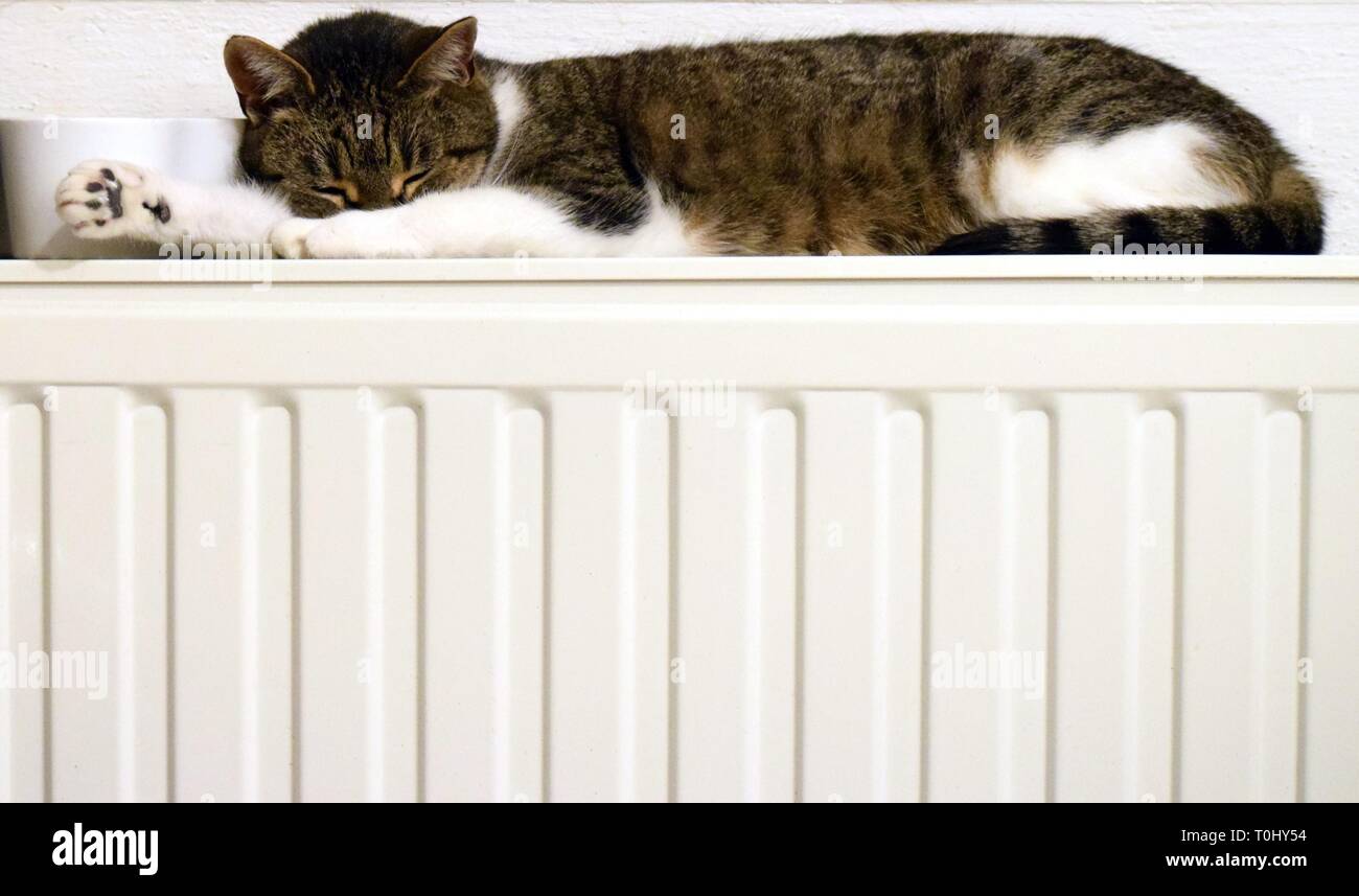 Cat on a Radiator Stock Photo - Alamy