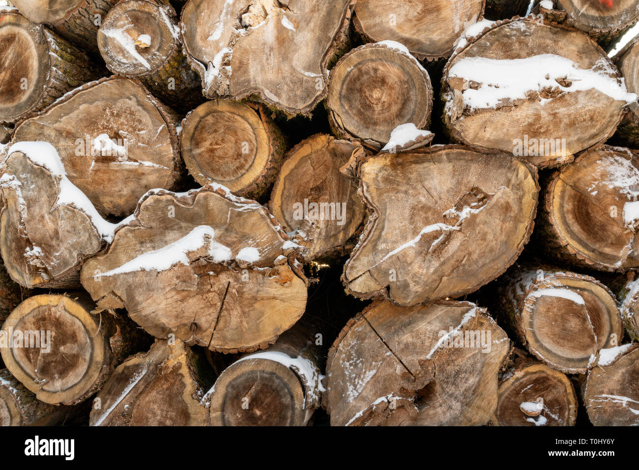 Pile of wood logs storage for industry Stock Photo - Alamy