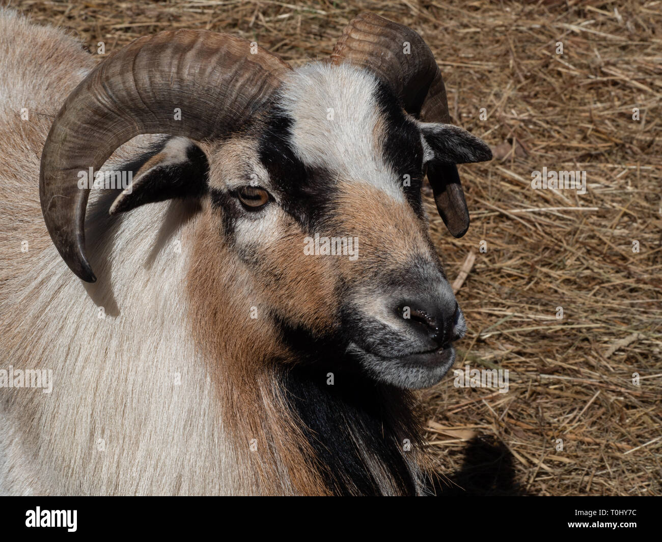 Portrait goat hi-res stock photography and images - Alamy