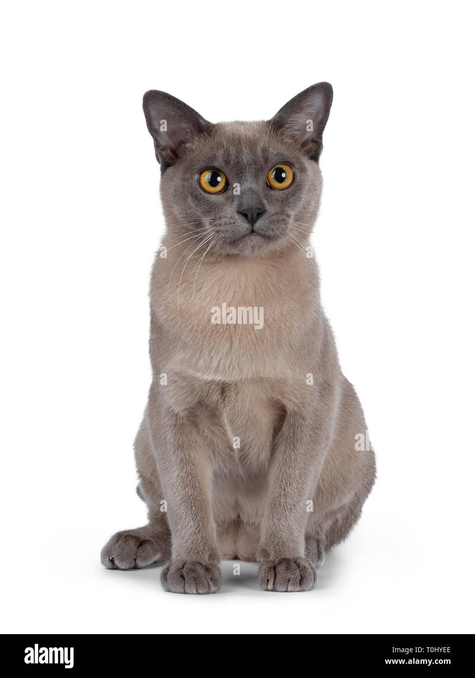 Cute tortie Burmese cat kitten, sitting up facing front. Looking ...