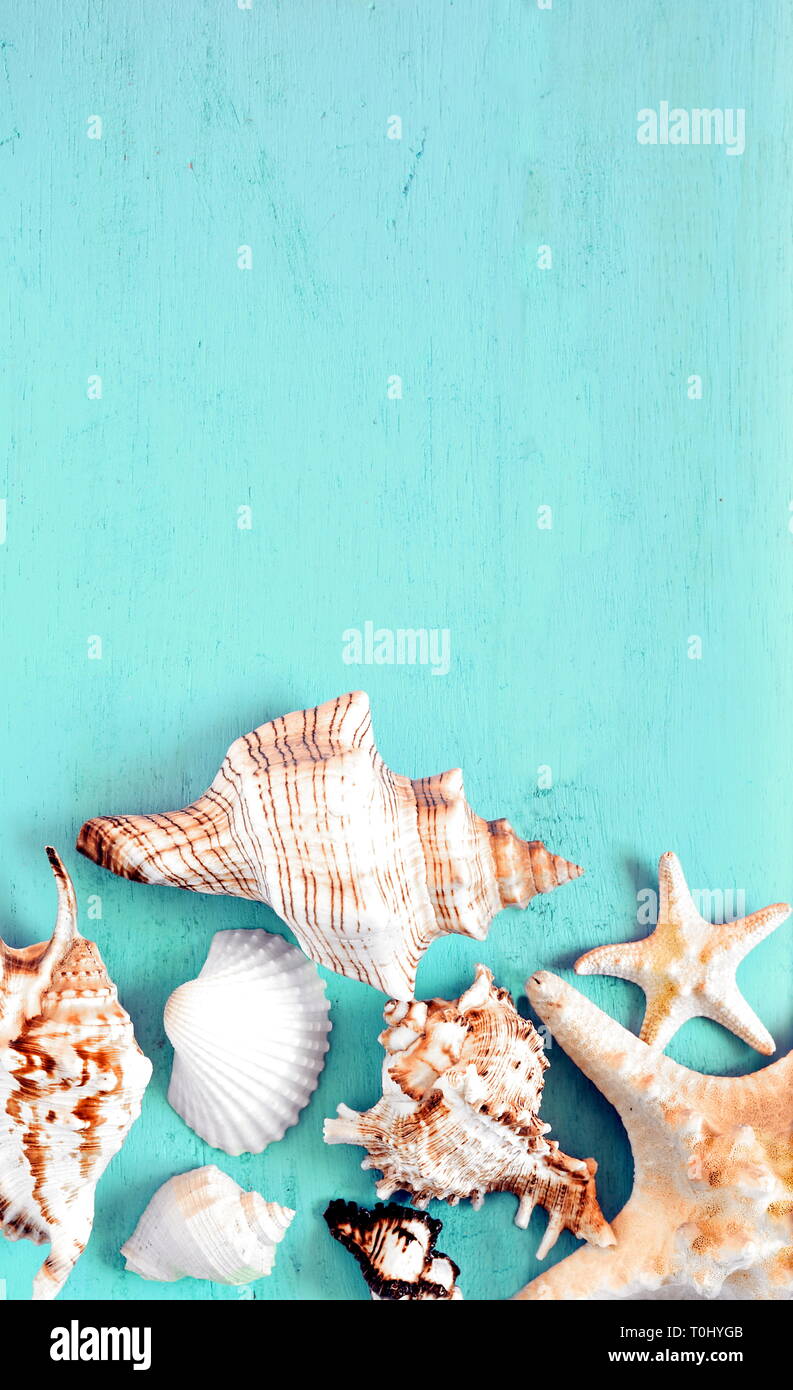 Top view on starfish and seashells on blue wooden background as concept ...