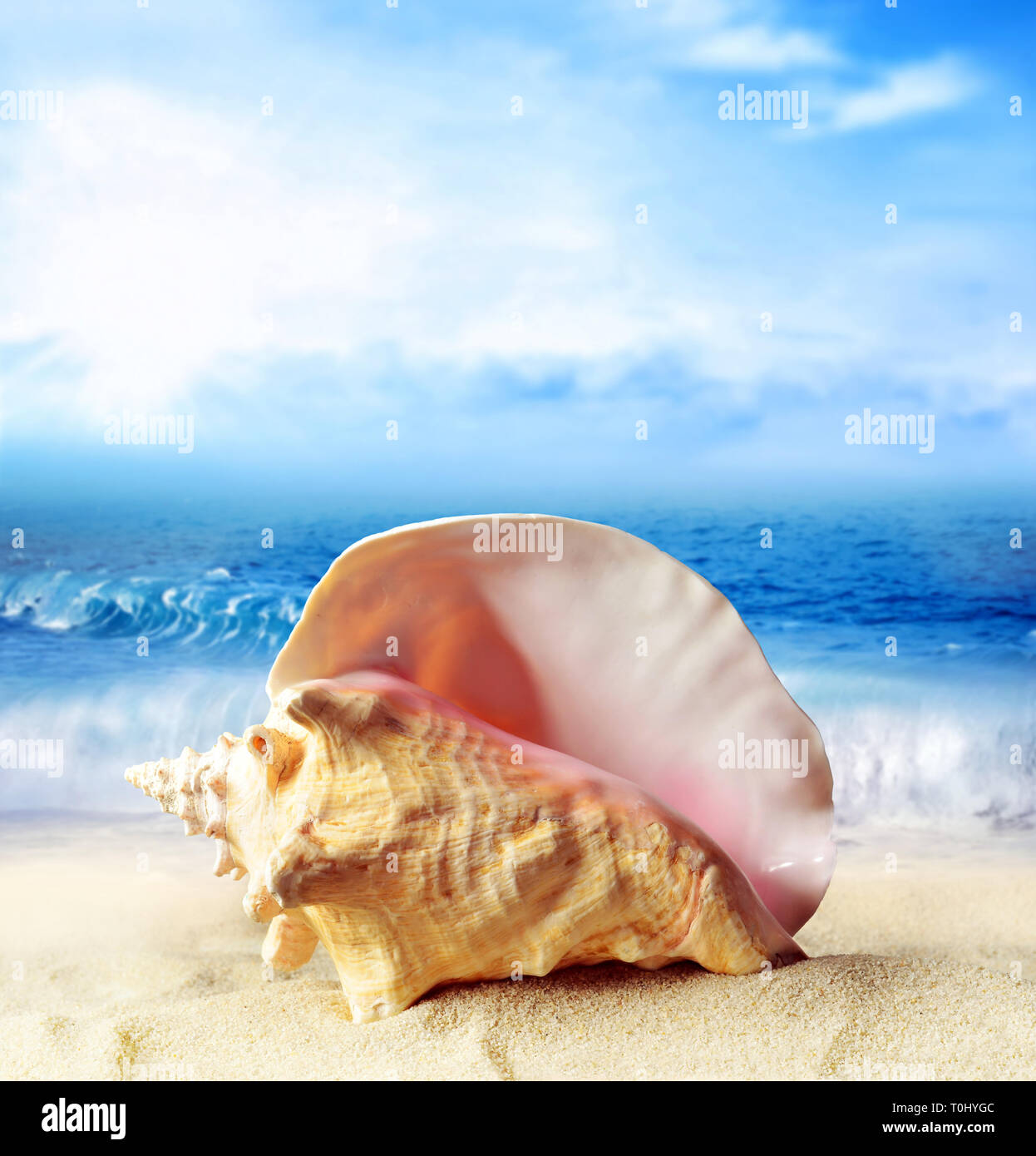 Summer beach. Seashell on a sand and ocean as background Stock Photo ...