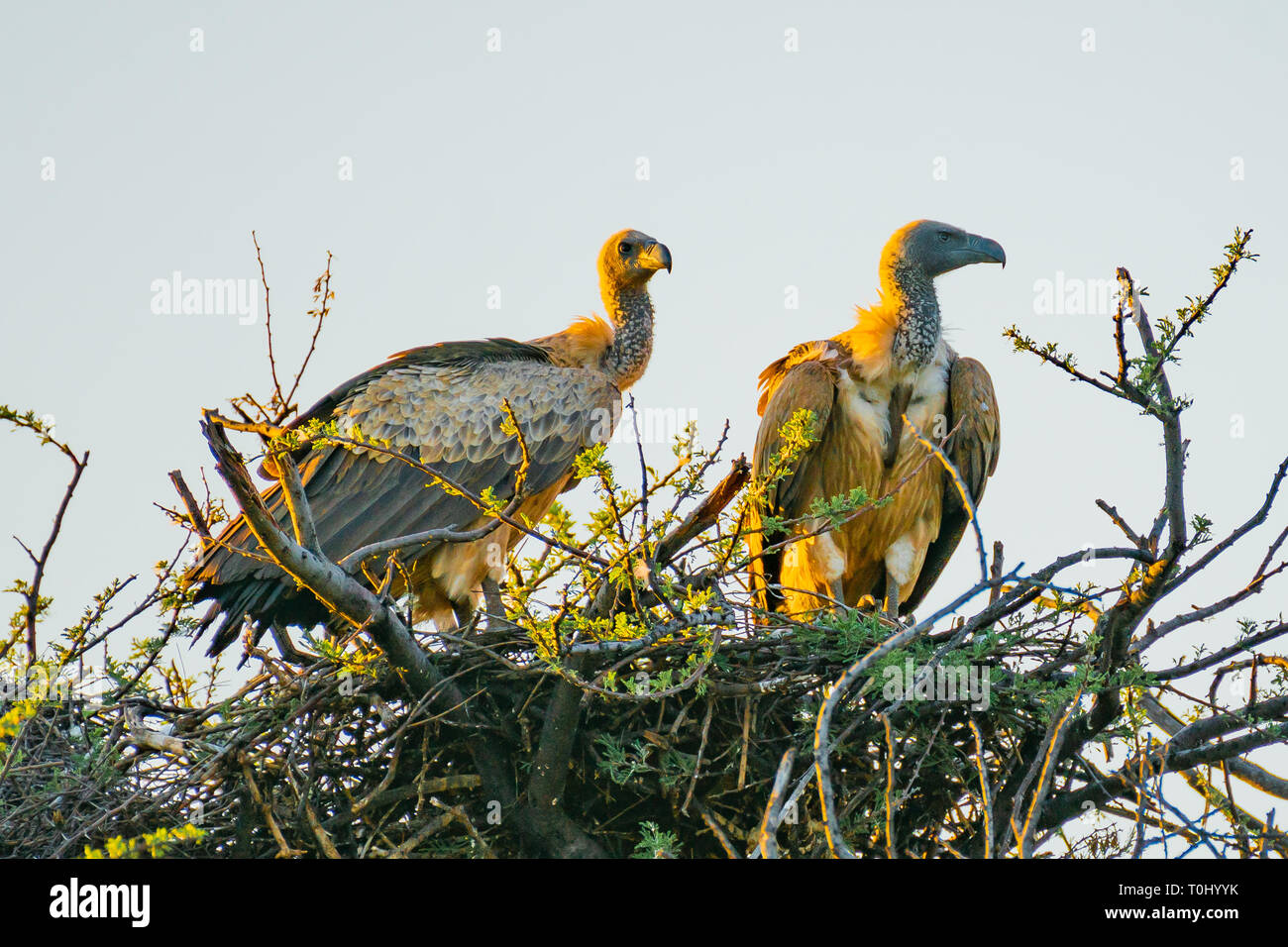 Frans Indongo Lodge Stock Photo - Alamy