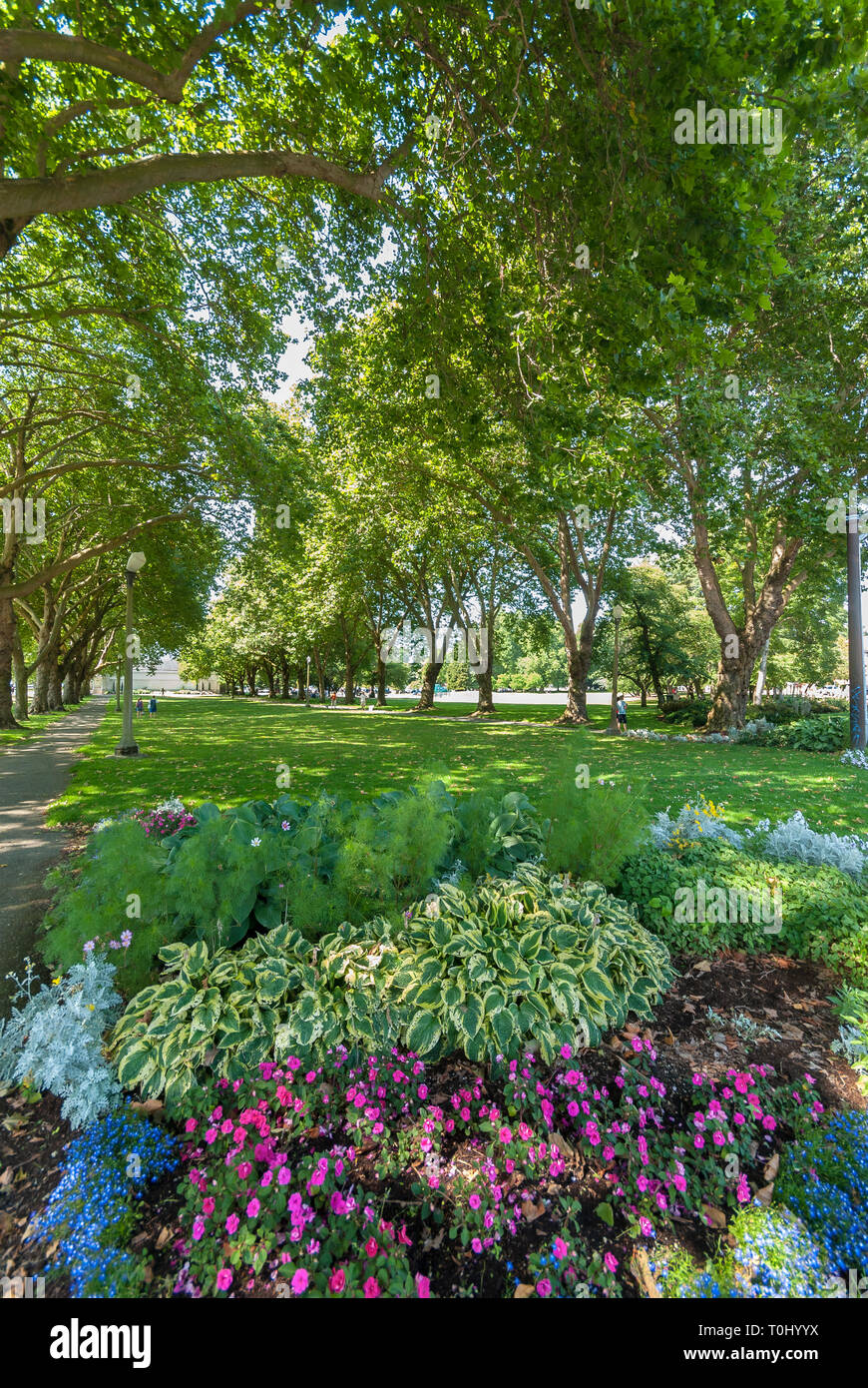 A tree-lined open grassy area at Green Lake Park in Seattle, Washington ...