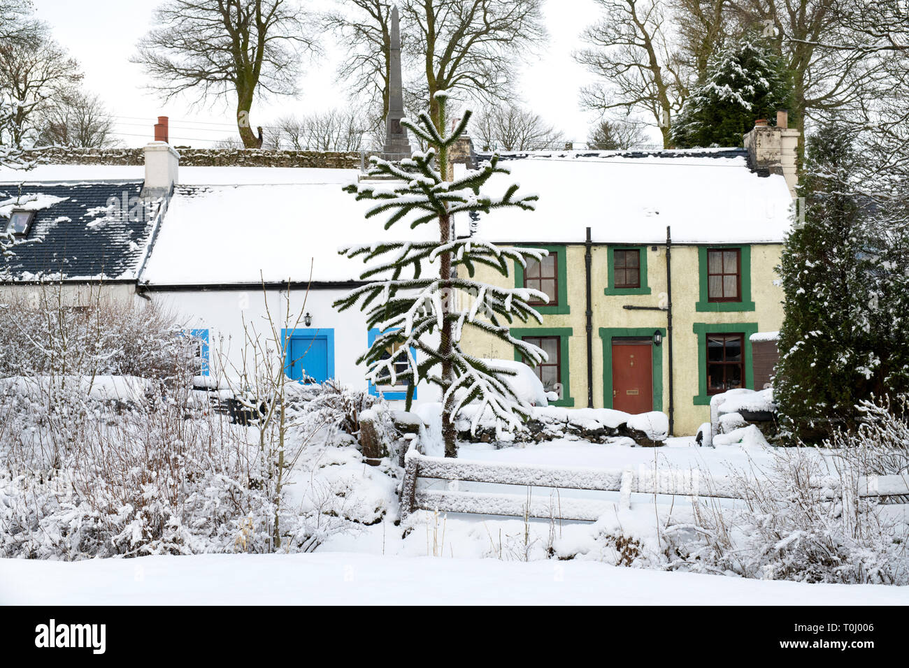 Monkey puzzle tree in front of scottish cottages in the early morning ...