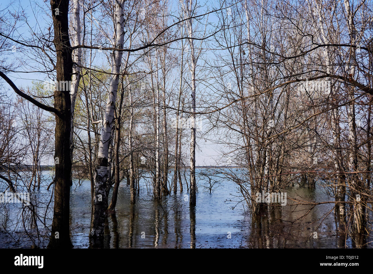 spring trees stood in the water at high tide on a sunny warm day on the ...