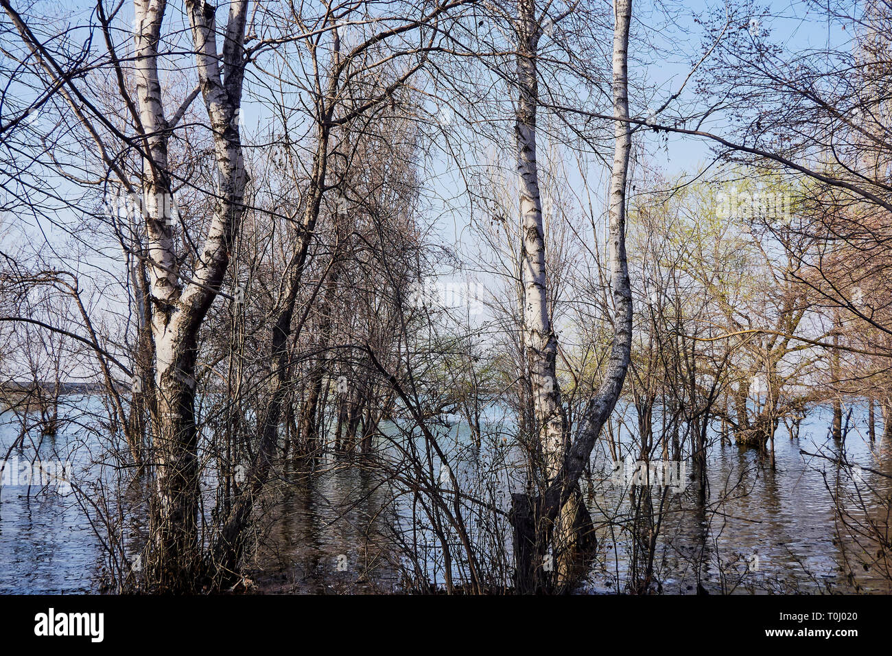 spring trees stood in the water at high tide on a sunny warm day on the ...