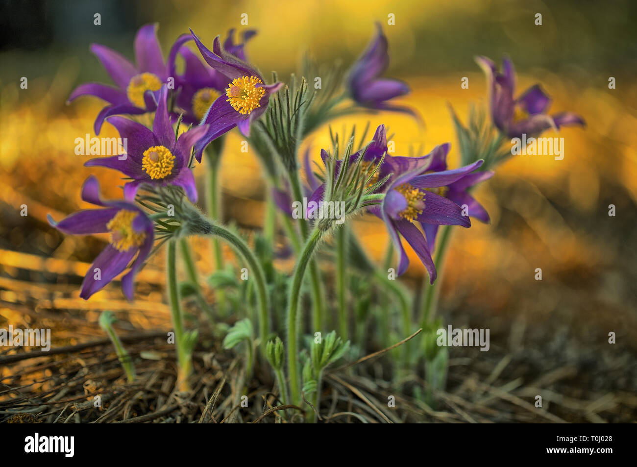 Spring Flowers Pulsatilla Patens growing wild in Finland. Very rare and ...