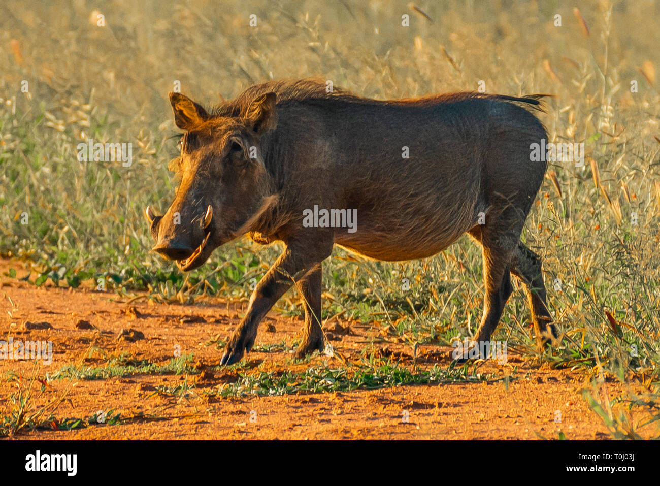 Indongo hi-res stock photography and images - Alamy