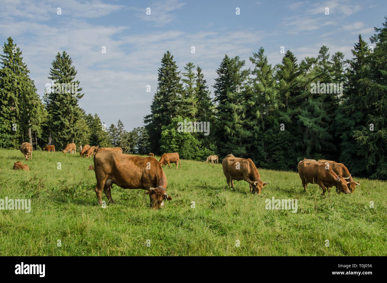 Brown cattle hi-res stock photography and images - Alamy
