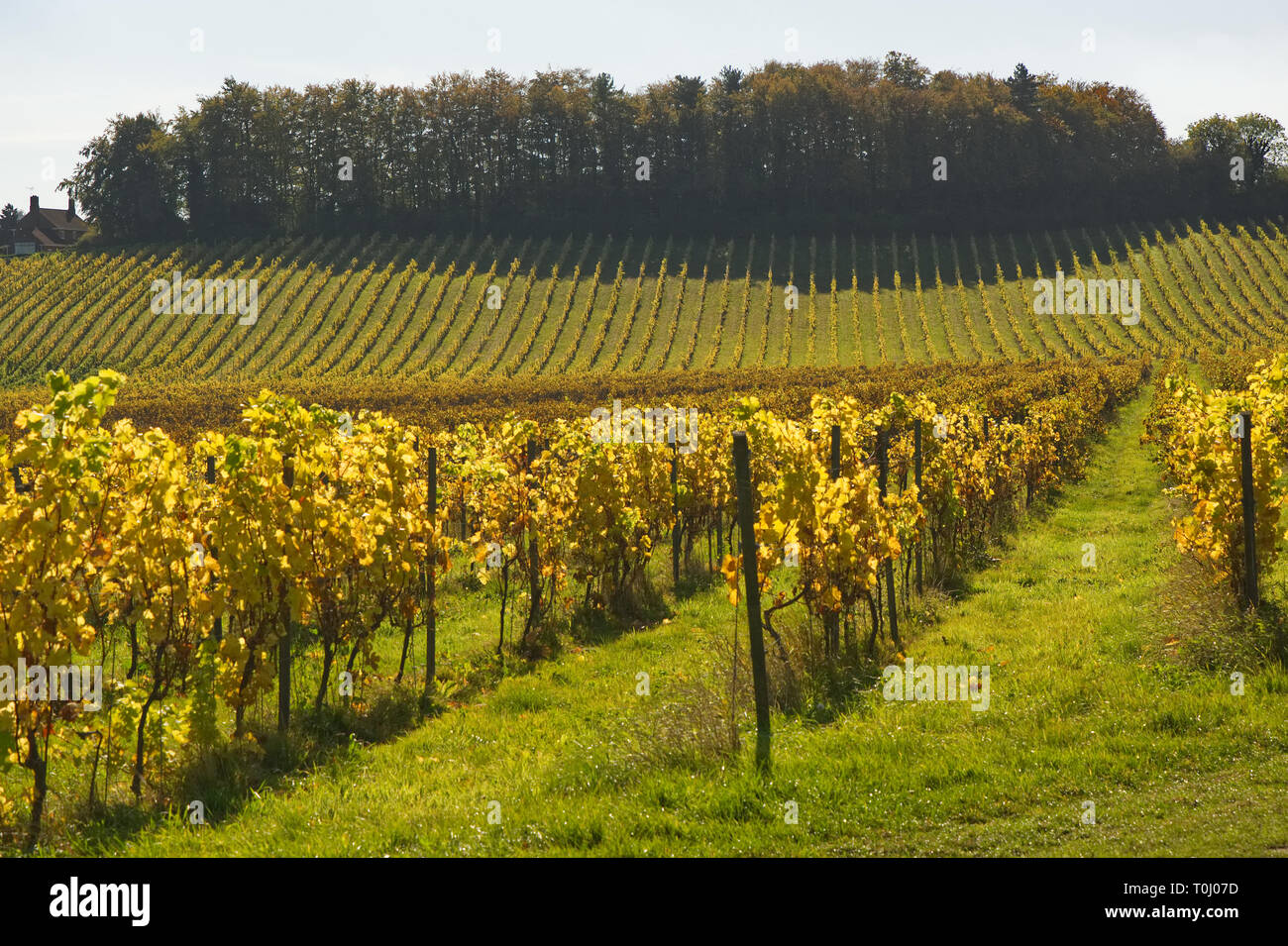 Rows of grapevines in the Autumn (Fall). Dorking, Surrey, England Stock ...