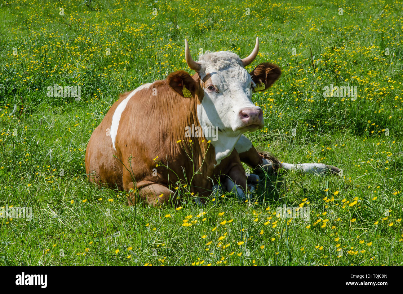 Fleckvieh a dual purpose breed hi-res stock photography and images - Alamy
