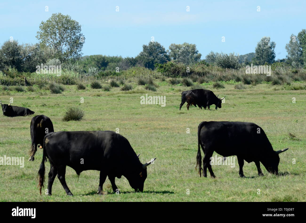 The Camargue is a breed of domestic cattle native to the Camargue ...