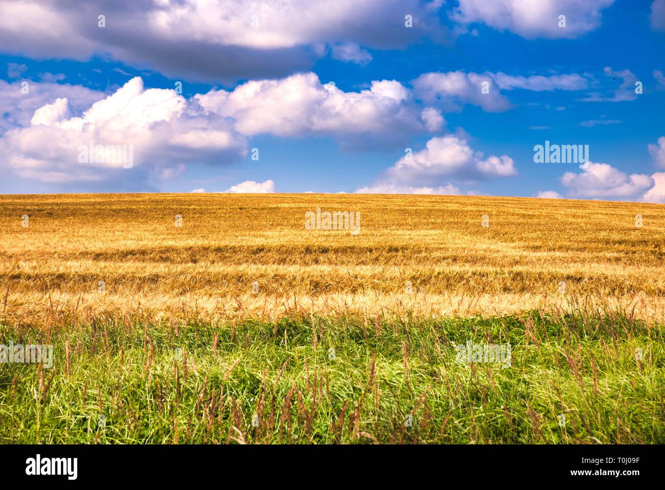 colorful field in the nature Stock Photo - Alamy