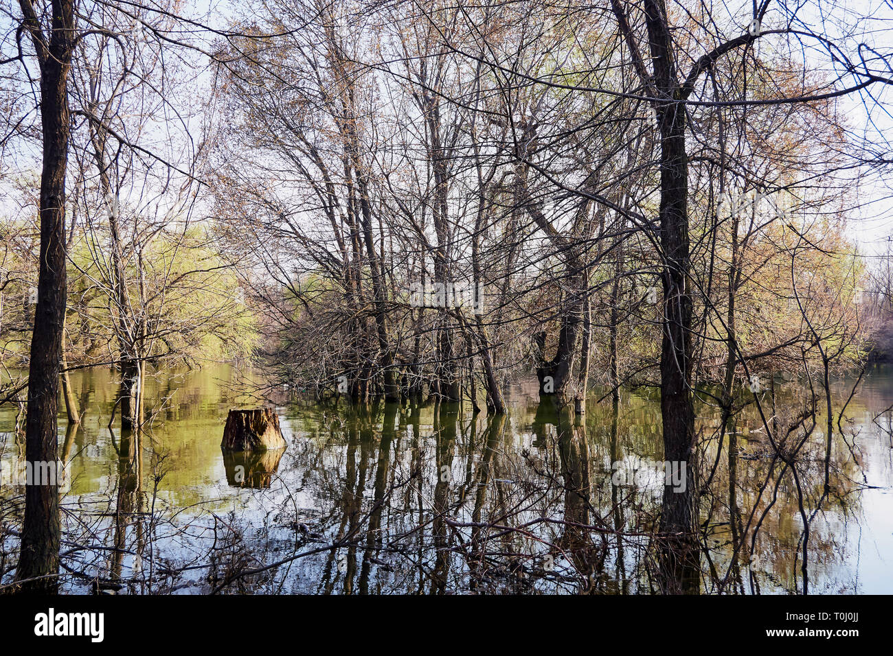 spring trees stood in the water at high tide on a sunny warm day on the ...