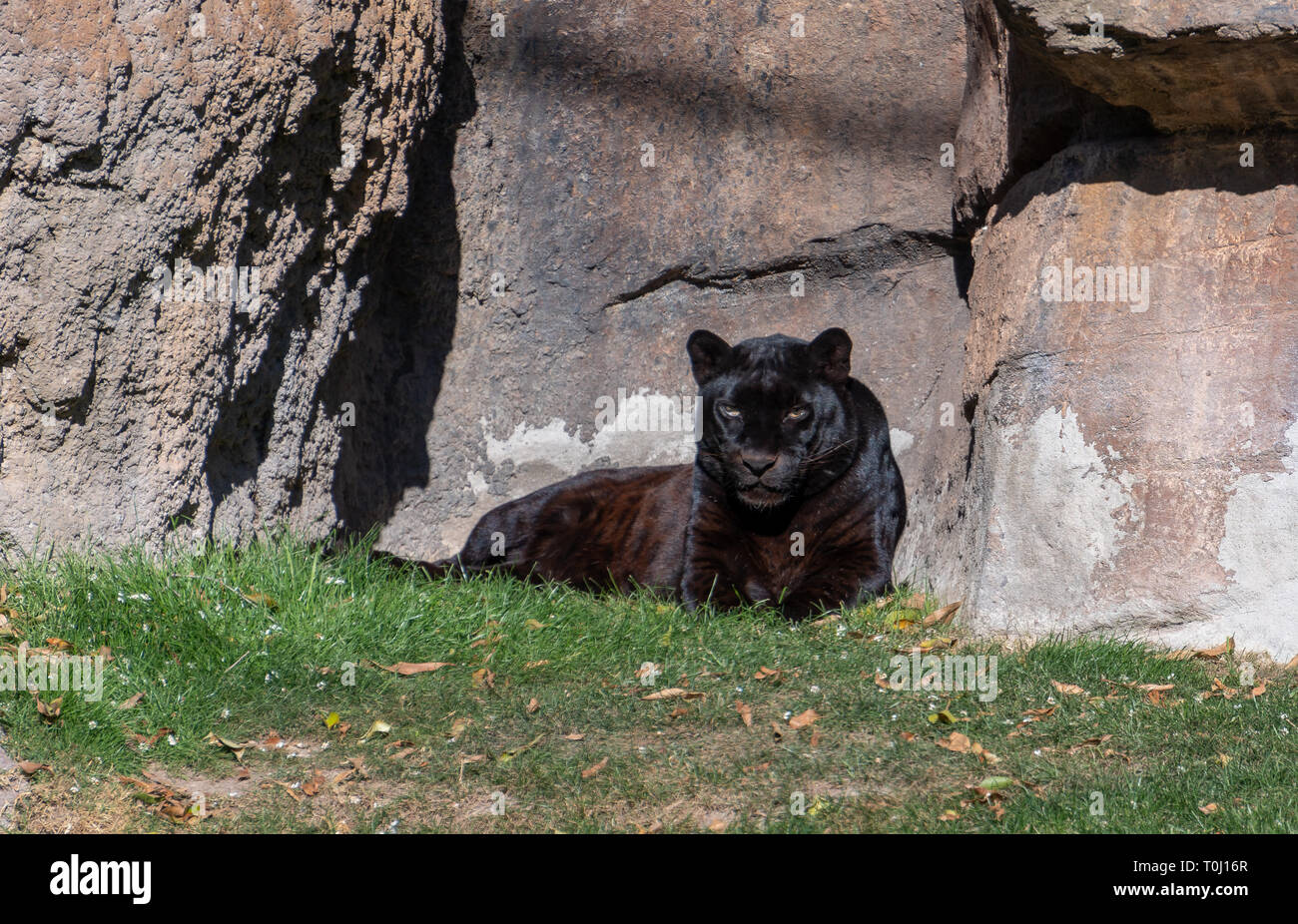 Black panther in bioparc in hi-res stock photography and images - Alamy