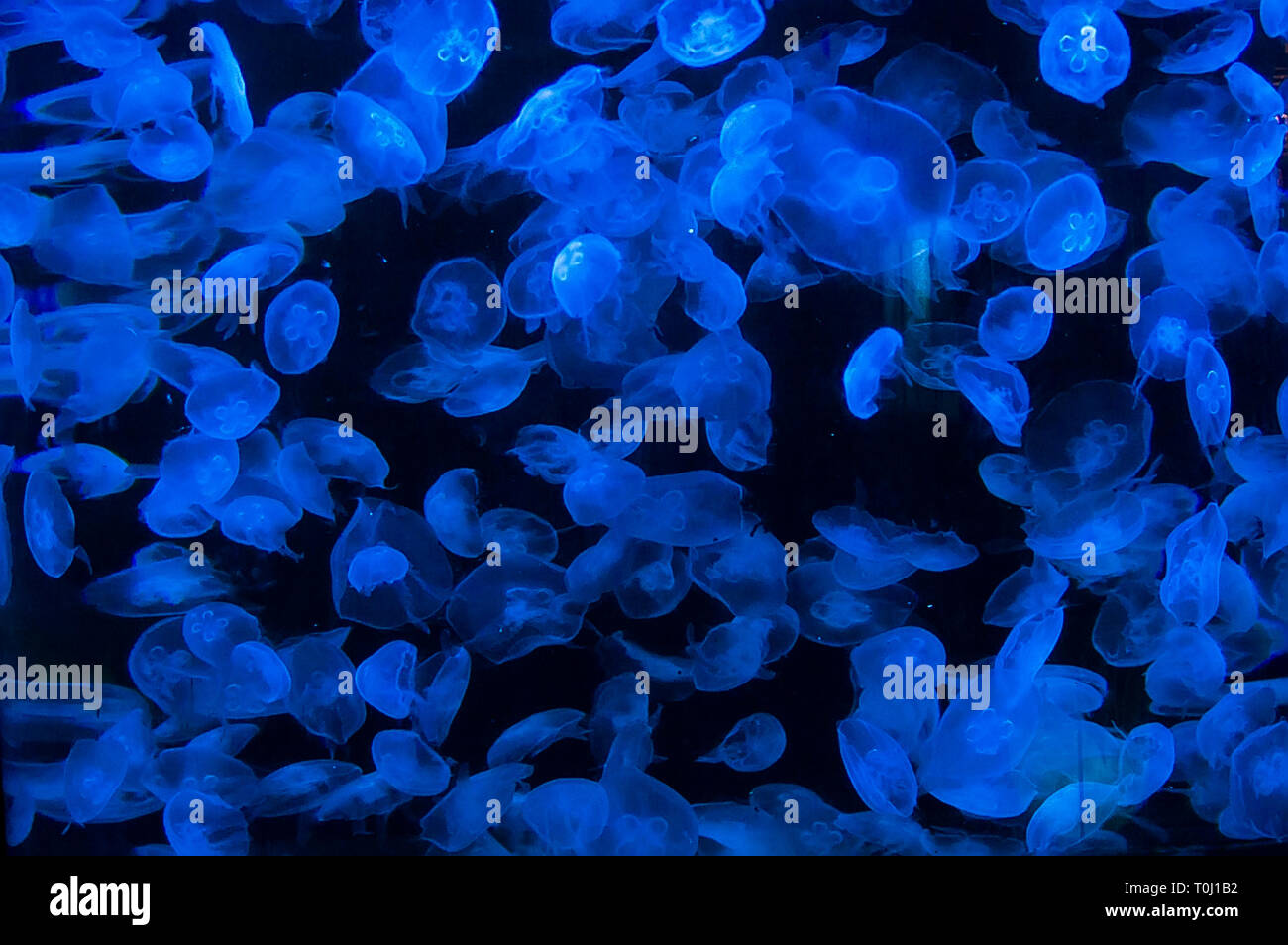 School of Jellyfish Stock Photo - Alamy