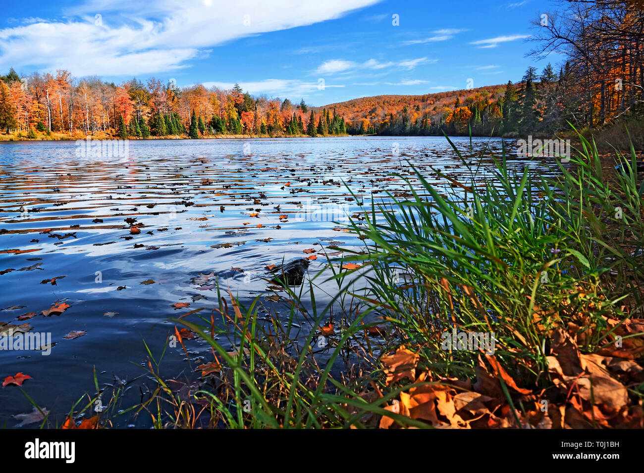 The river in fall season in Michigan Stock Photo - Alamy