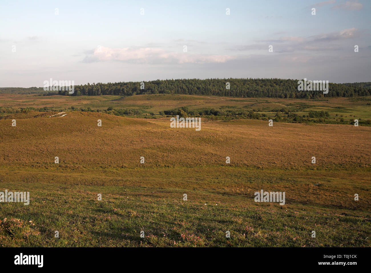 Hampton ridge new forest hampshire hi-res stock photography and images ...