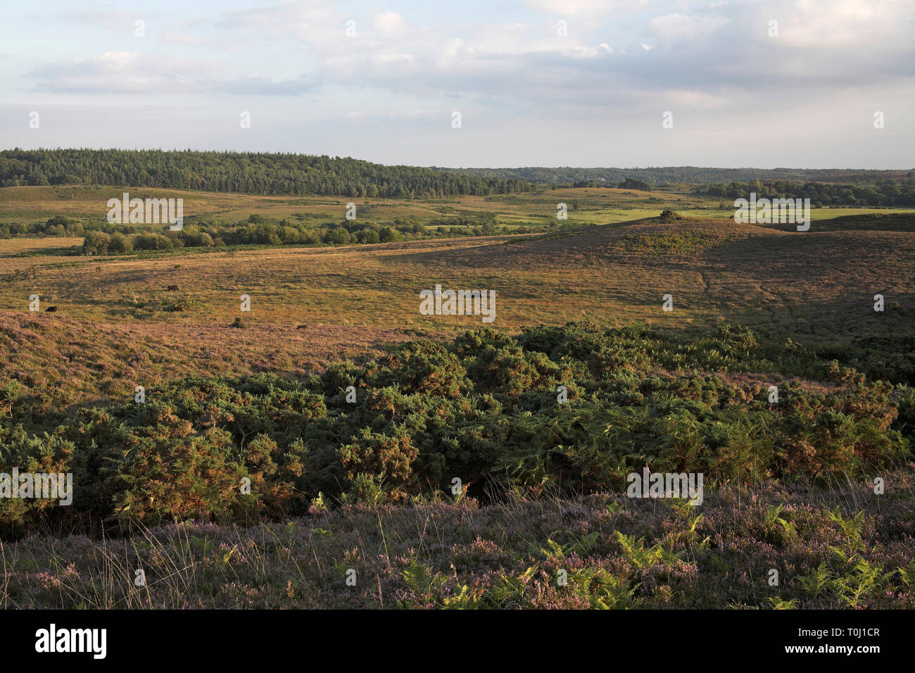 Hampton ridge hi-res stock photography and images - Alamy