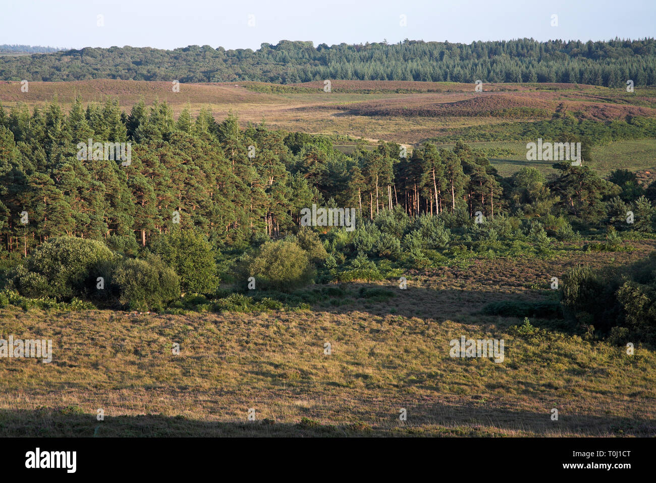 Latchmore Bottom to Hampton Ridge New Forest National Park Hampshire ...