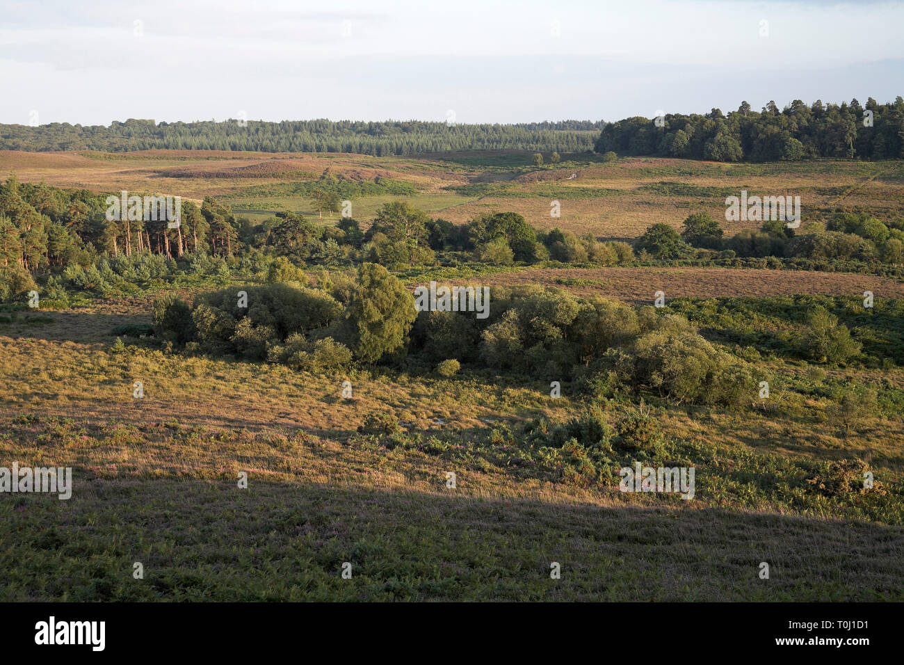 Latchmore Bottom to Hampton Ridge New Forest National Park Hampshire ...