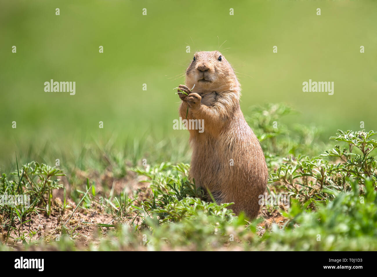 Funny prairie dog hi-res stock photography and images - Alamy