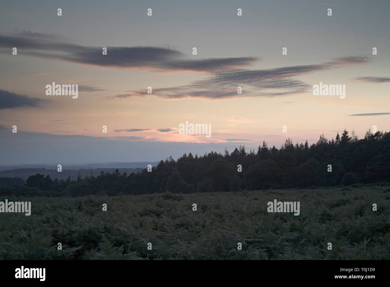 Sunset Linwood New Forest National Park Hampshire England Stock Photo ...