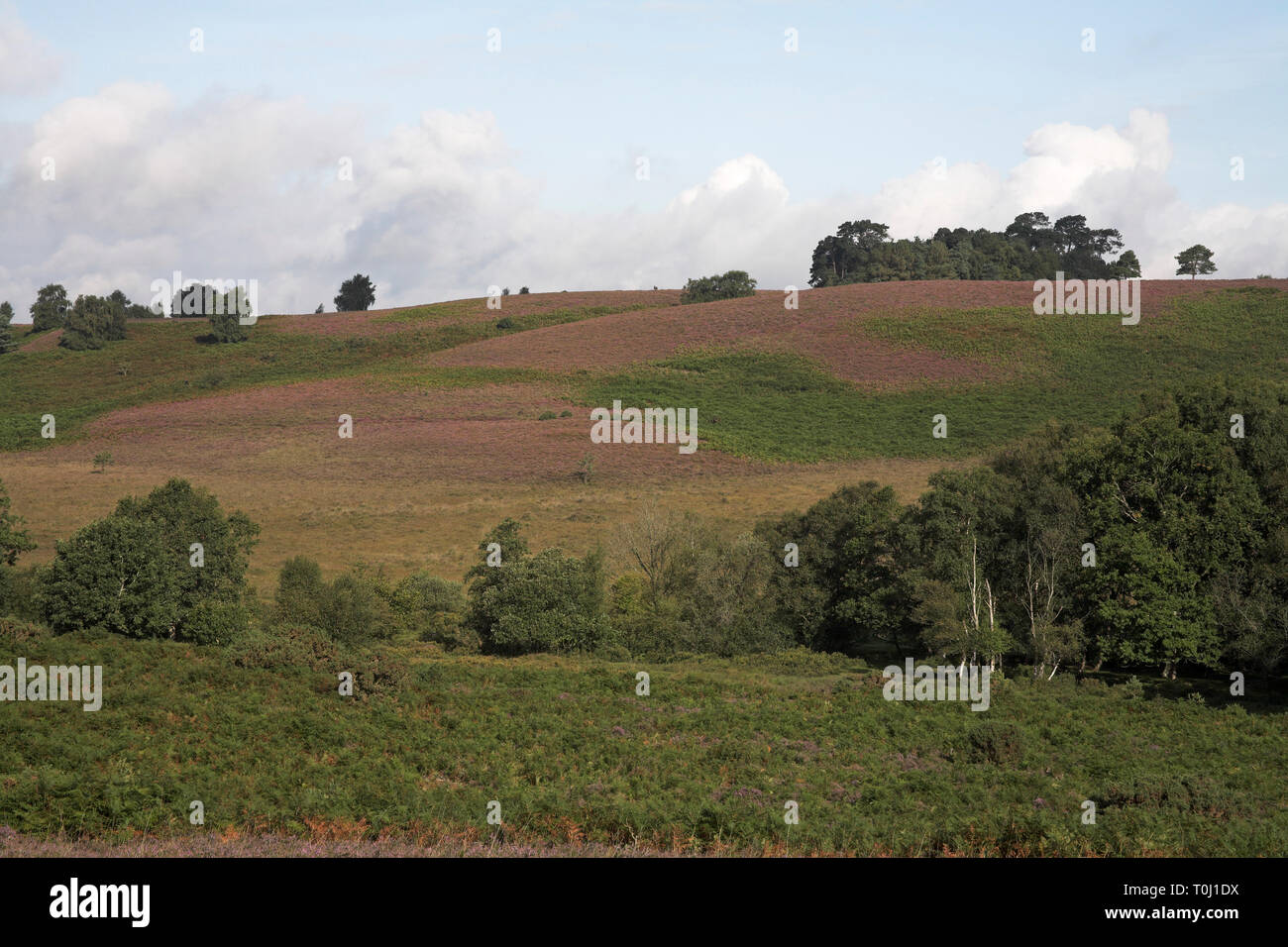 Digden Bottom Whitefield Plantation and Ibsley Common New Forest ...