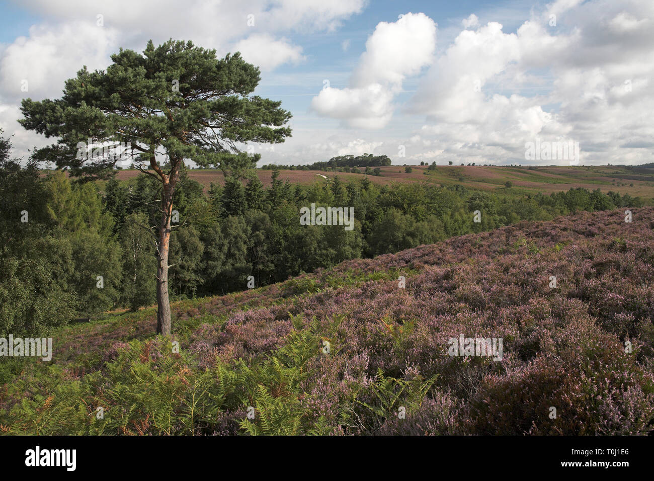 Rockford Common to Ibsley Common and Whitefield Plantation New Forest ...