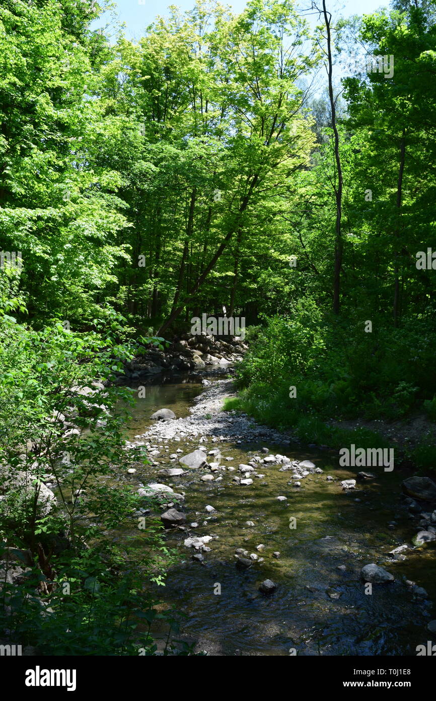 Forest View With Gentle Rocky Stream Passing Through. Spring, Park In ...