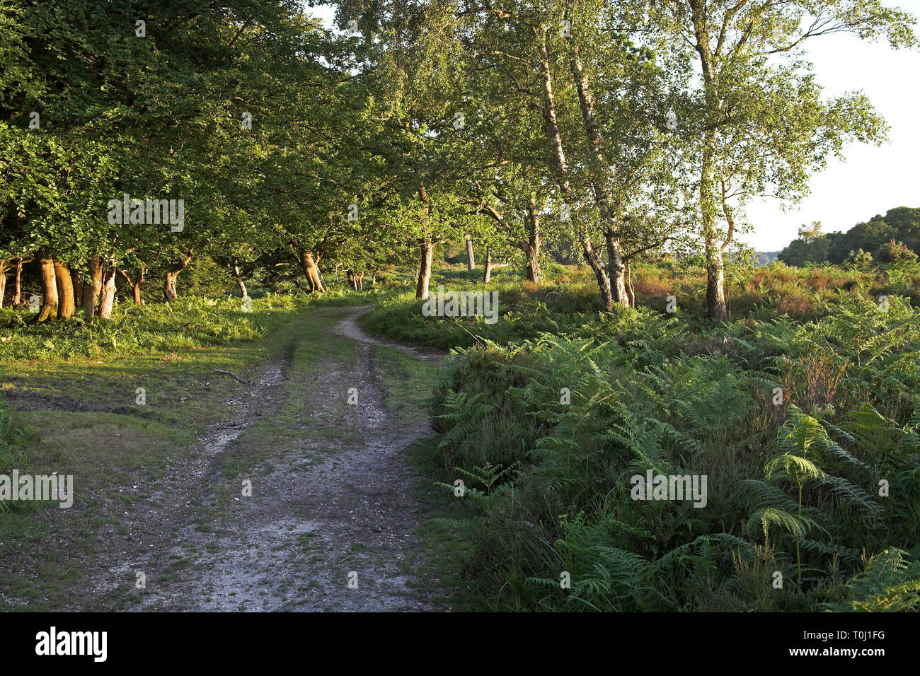 Berry wood new forest hi-res stock photography and images - Alamy
