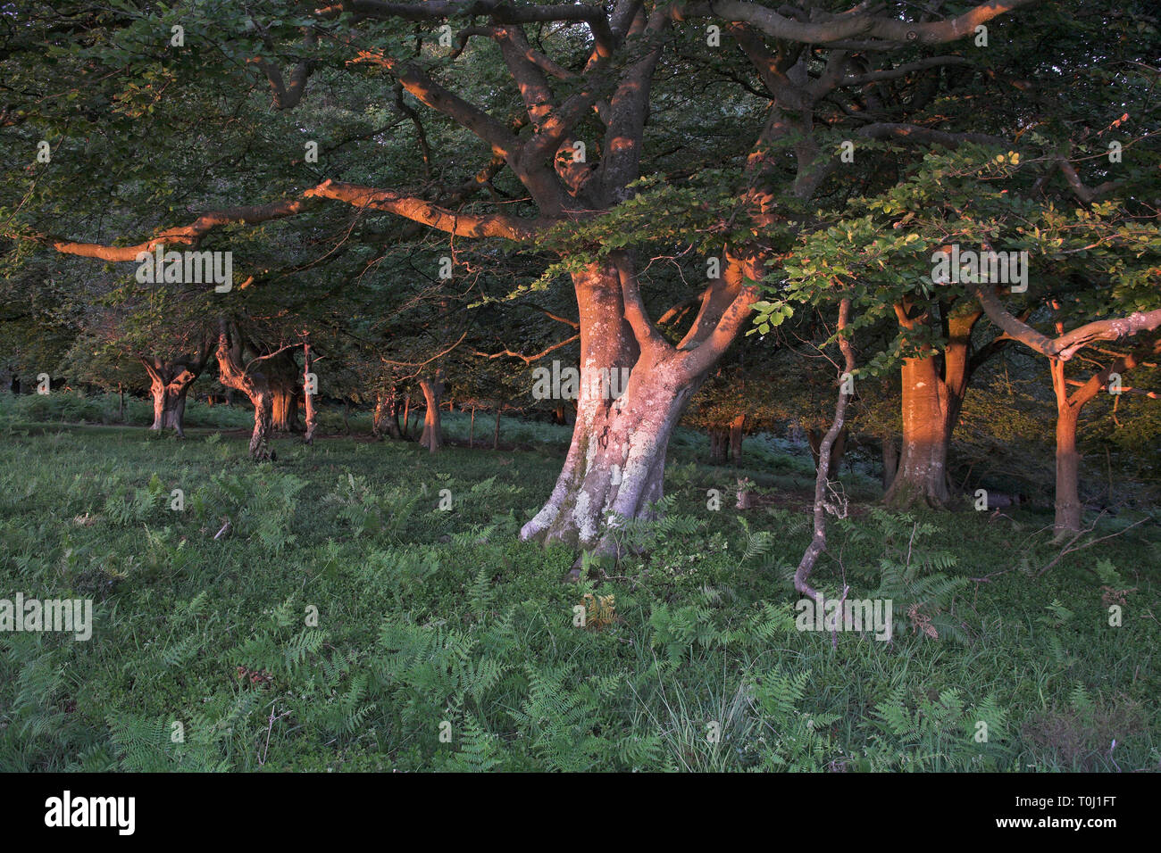 Berry Wood New Forest National Park Hampshire England Stock Photo - Alamy