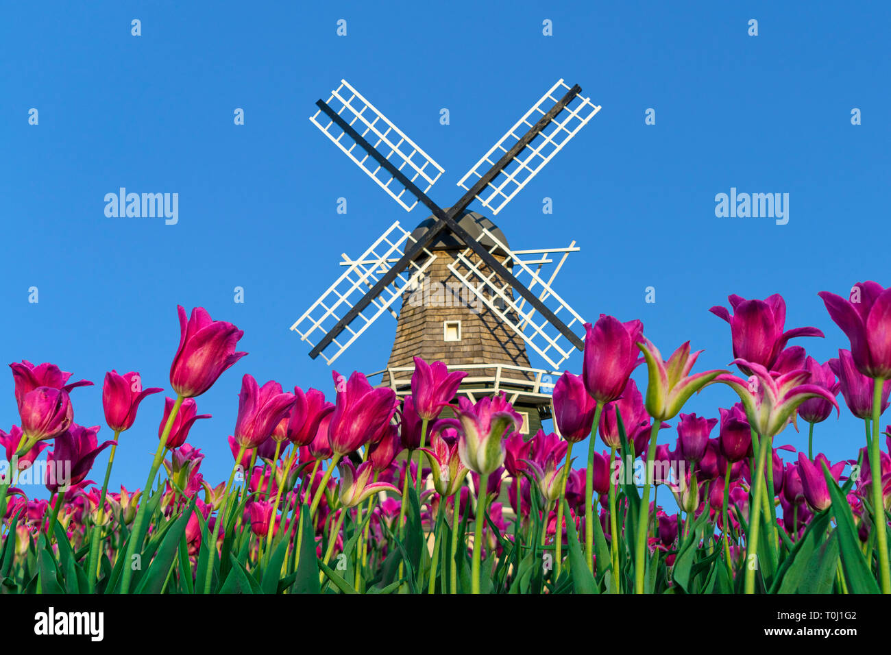 Purple Tulips and windmill Stock Photo - Alamy