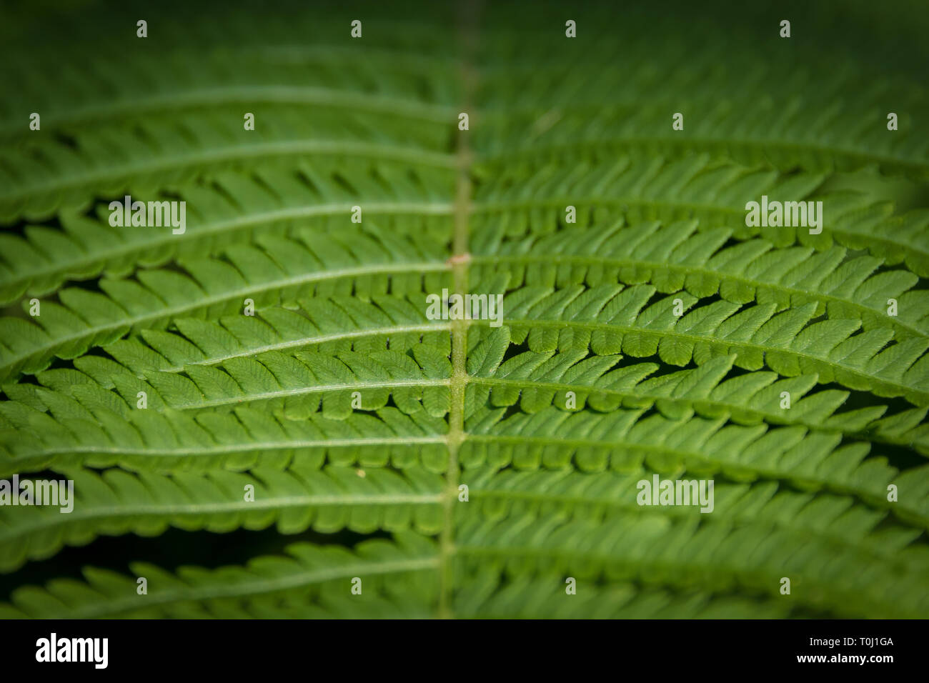 Ferns at Kew Royal Botanic Gardens, London, United Kingdom Stock Photo ...