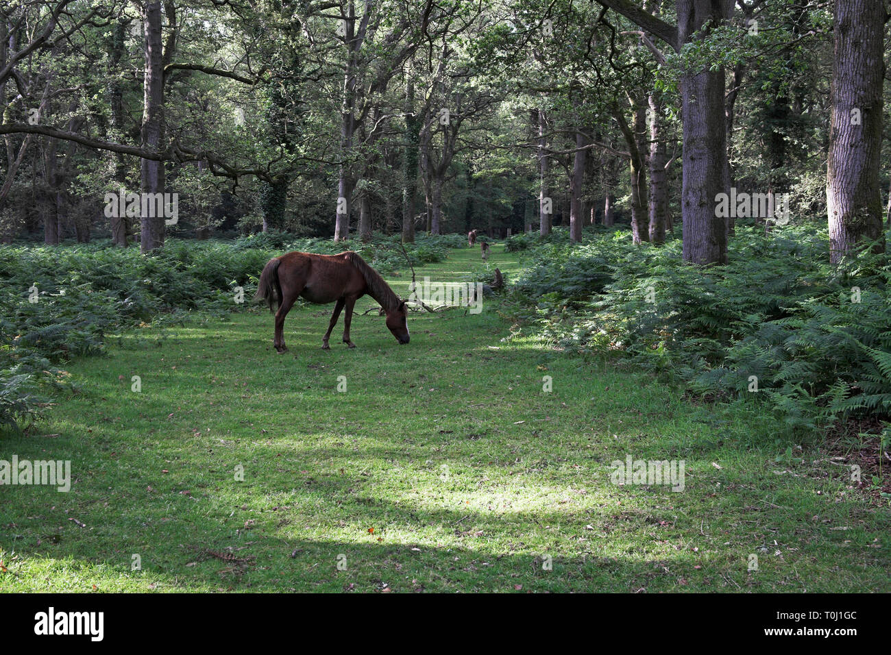 Oaks quercus robur hi-res stock photography and images - Alamy