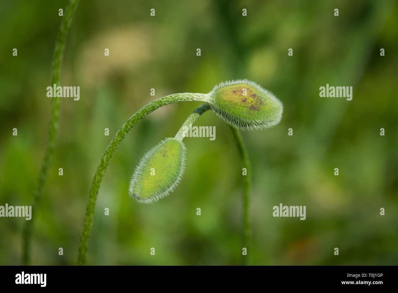 Papaver bracteatum wild hi-res stock photography and images - Alamy