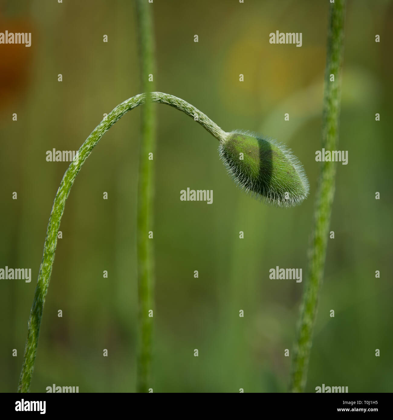 Papaver bracteatum wild hi-res stock photography and images - Alamy