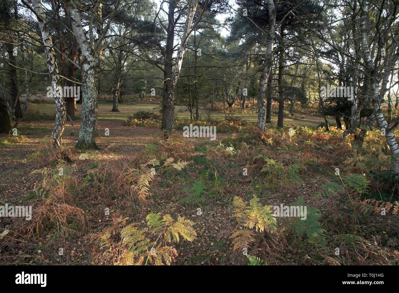 Matley Wood New Forest National Park England Stock Photo - Alamy