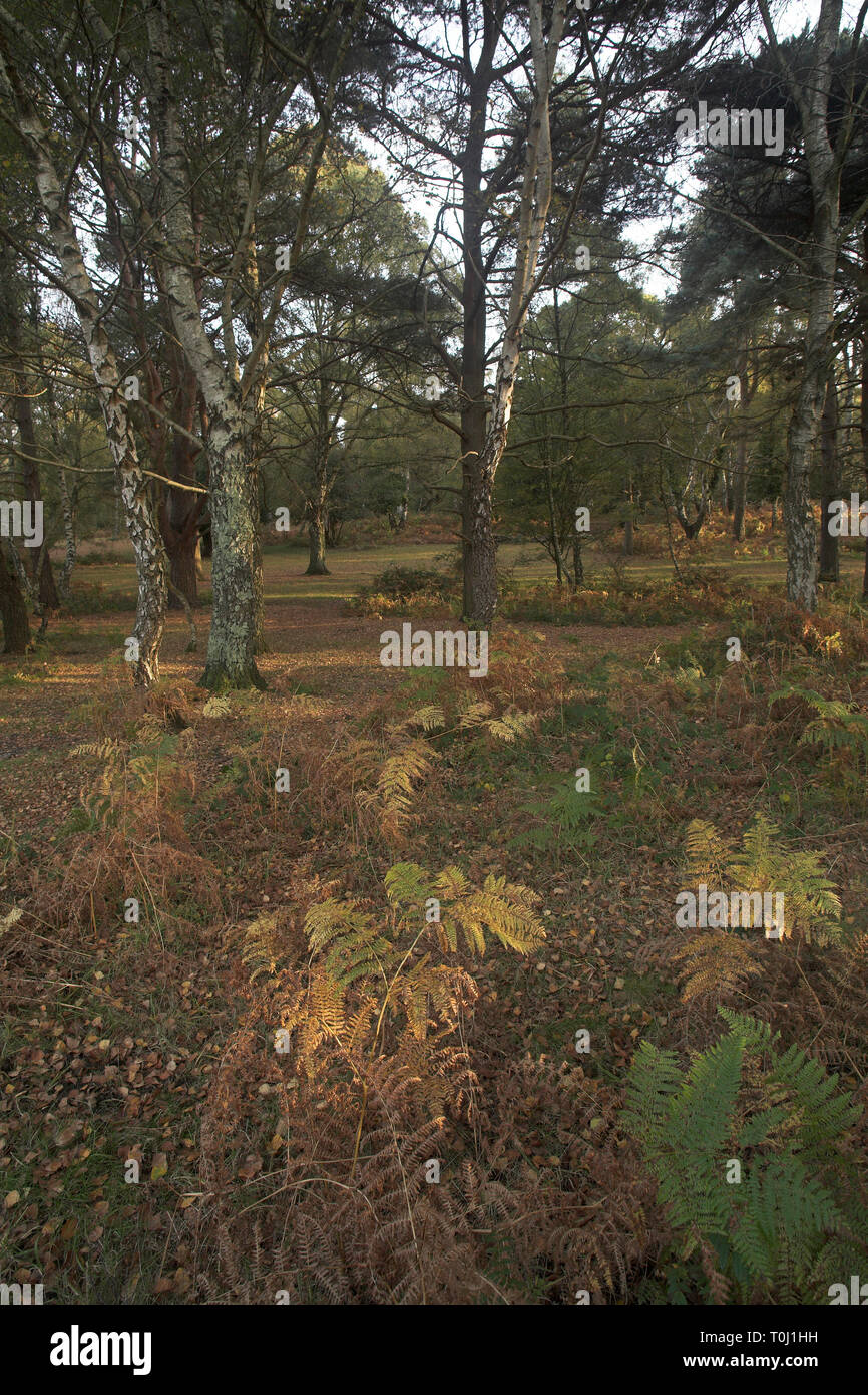 Matley hi-res stock photography and images - Alamy