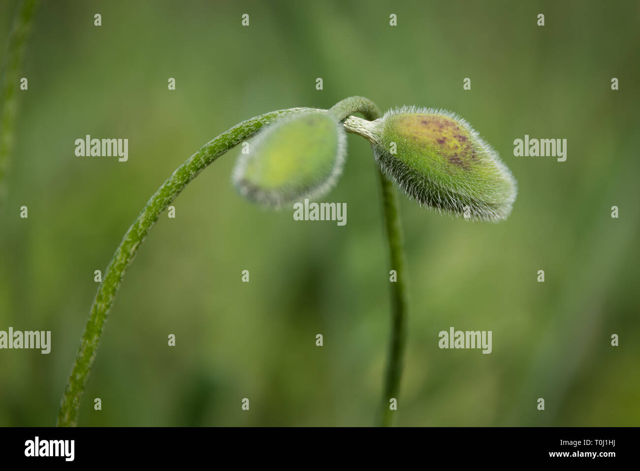 Papaver bracteatum known as Iranian or Persian poppy green flower buds ...