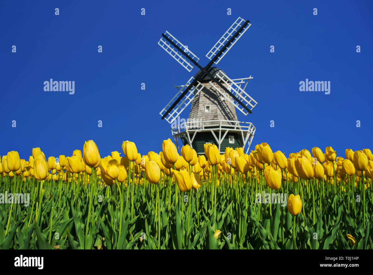 Yellow windmill hi-res stock photography and images - Alamy