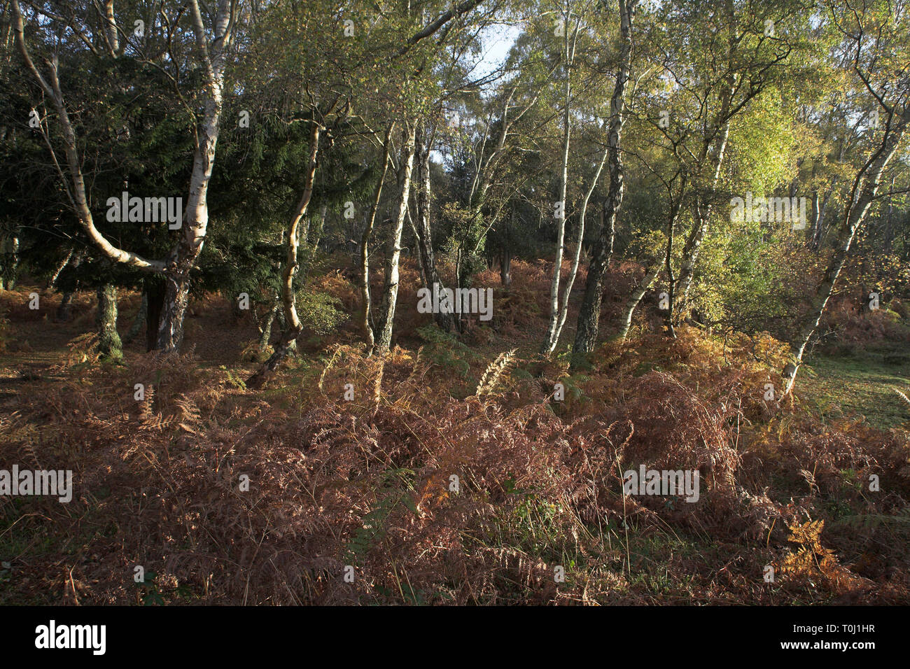 Matley Wood New Forest National Park England Stock Photo - Alamy