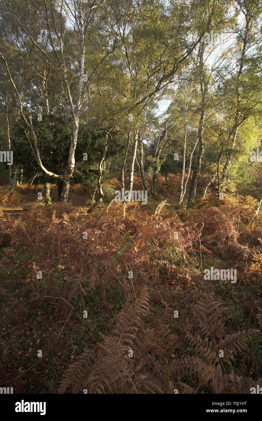 Matley hi-res stock photography and images - Alamy