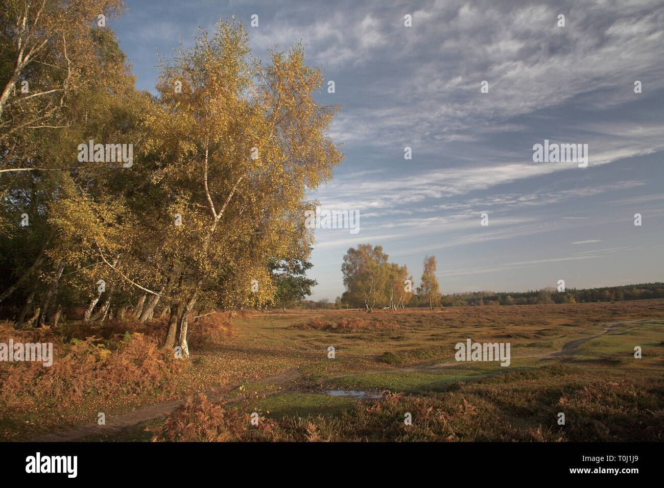 Edge of Matley Wood and Matley Holmes New Forest National Park England ...