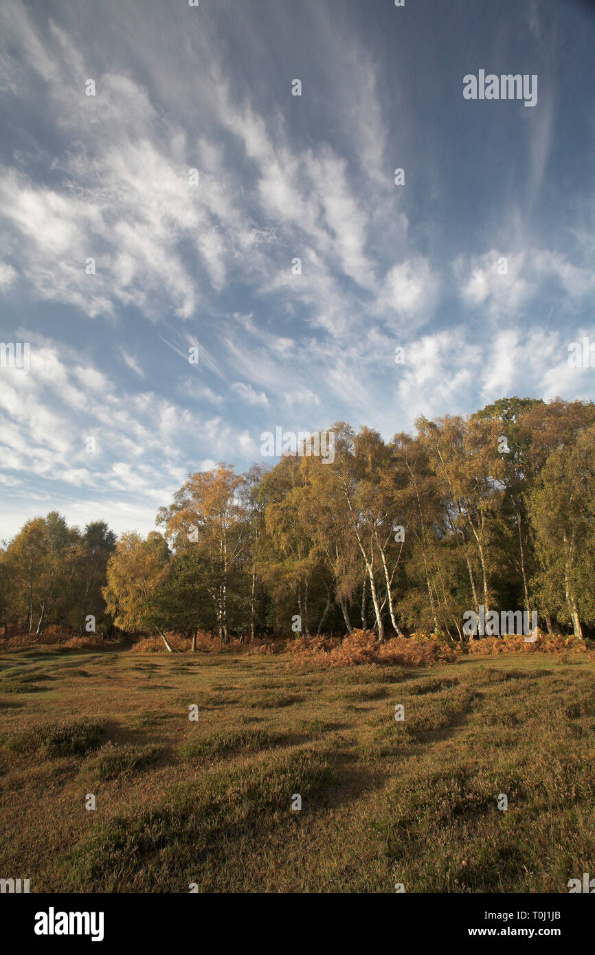 Edge of Matley Wood and Matley Holmes New Forest National Park England ...
